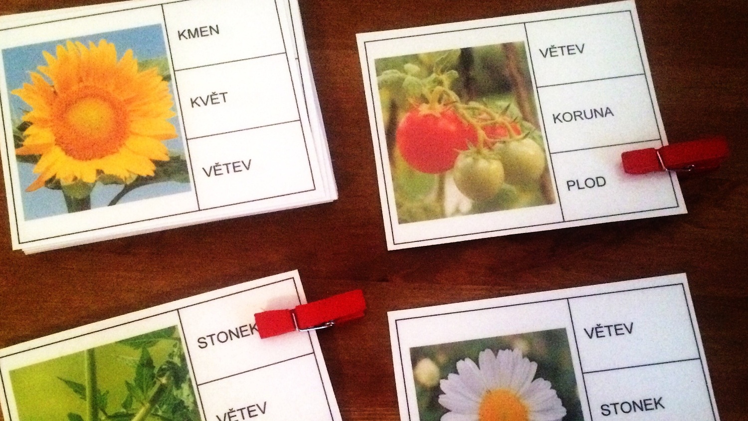 Přírodopis – části stromů a rostlin, úkol s kolíčky - Z jiného světa